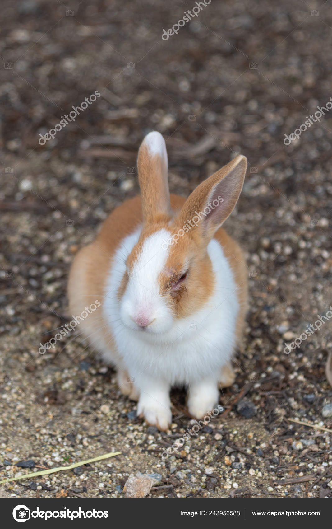 Cute Wild Rabbits Okunoshima Island Sunny Weaher Known Rabbit Island ⬇ ...