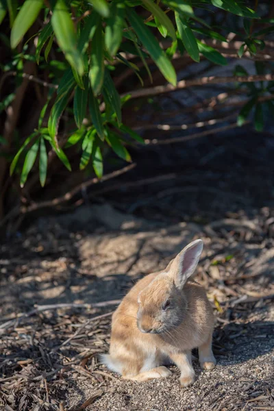 Cute wild rabbits on Okunoshima Island in sunny weaher, as known as the ...