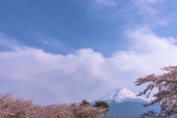 Mount fuji sakura Stock Photos, Royalty Free Mount fuji sakura Images ...
