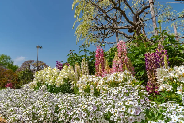 View of beautiful full bloom Wisteria blossom trees and Lupinus and ...