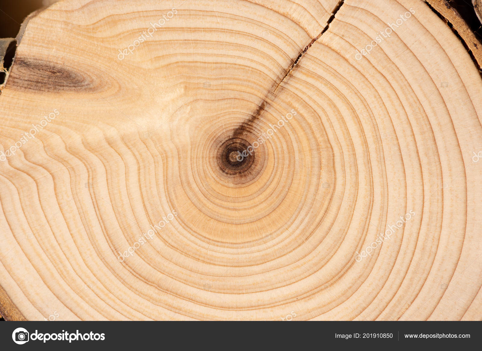 Core of juniper and sandalwood background — Stock Photo © rnax #201910850