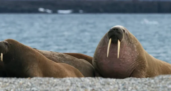 Walrus teeth Stock Photos, Royalty Free Walrus teeth Images | Depositphotos
