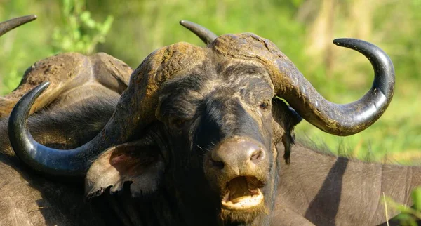 Warthog tusks Stock Photos, Royalty Free Warthog tusks Images ...