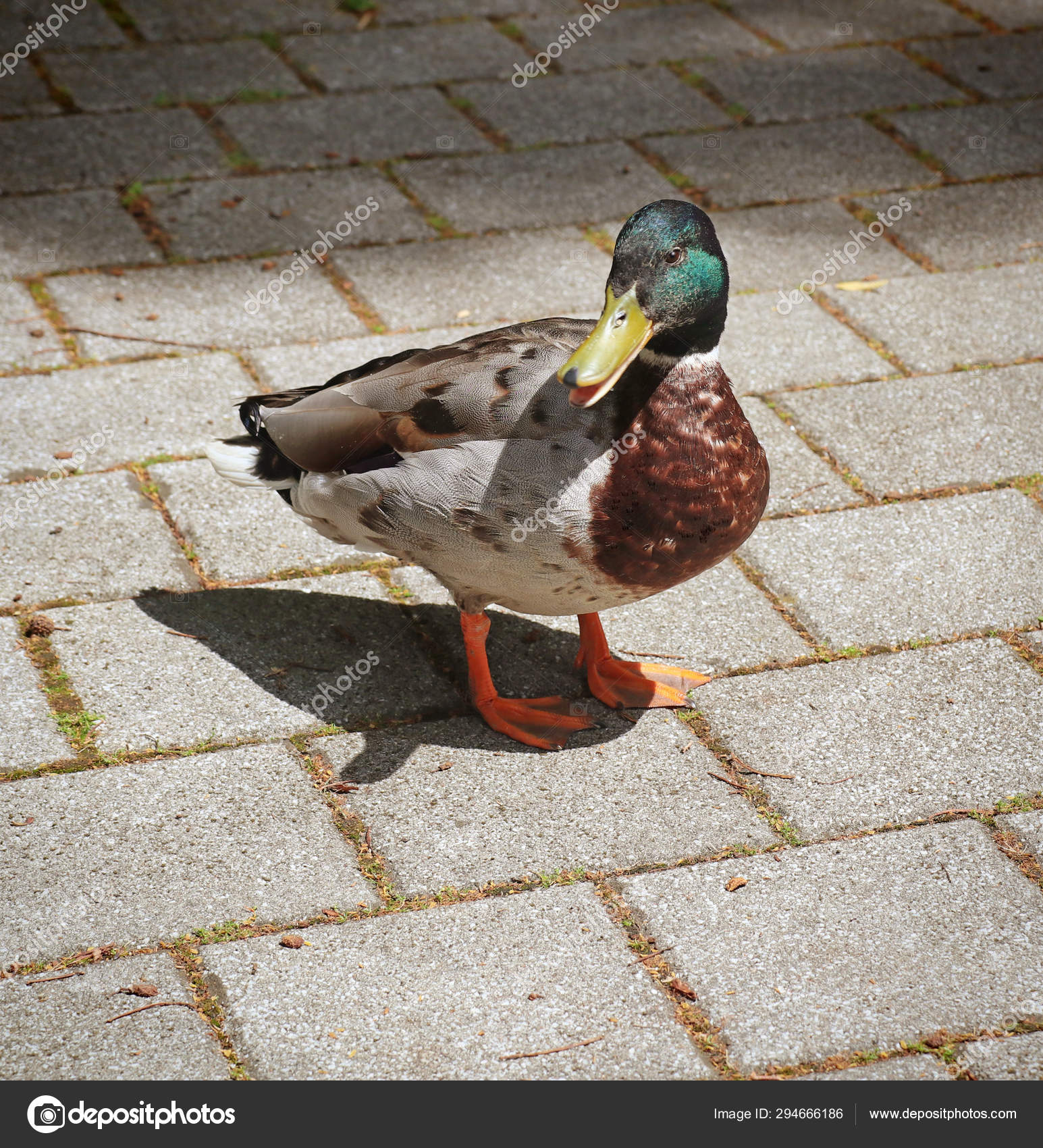 Male Mallard Duck Almost Urbanized Waiting Piece Bread — Stock Photo ...