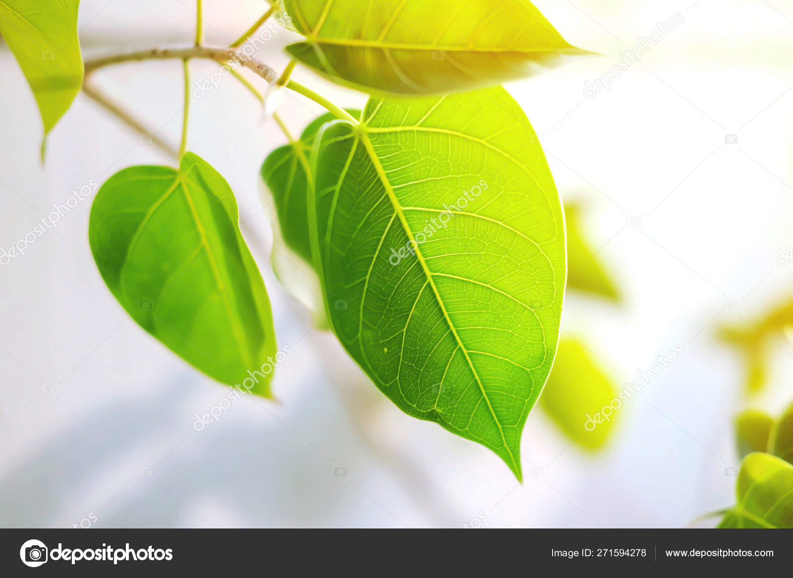 Close Fresh Bodhi Leaves Sunlight White Background Stock Photo by ...