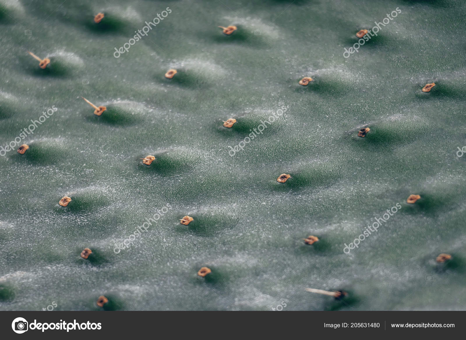 Cactus Leaf Texture Prickly Pear Cactus Opuntia Ficus Indica Stock ...