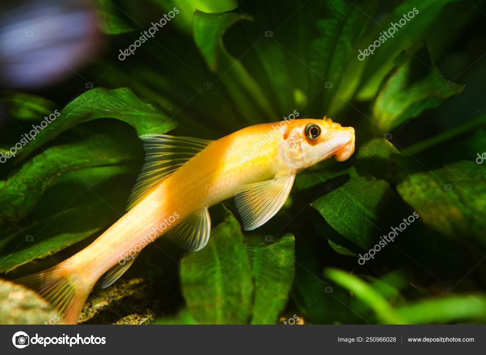 Orange Freshwater Aquarium Fish