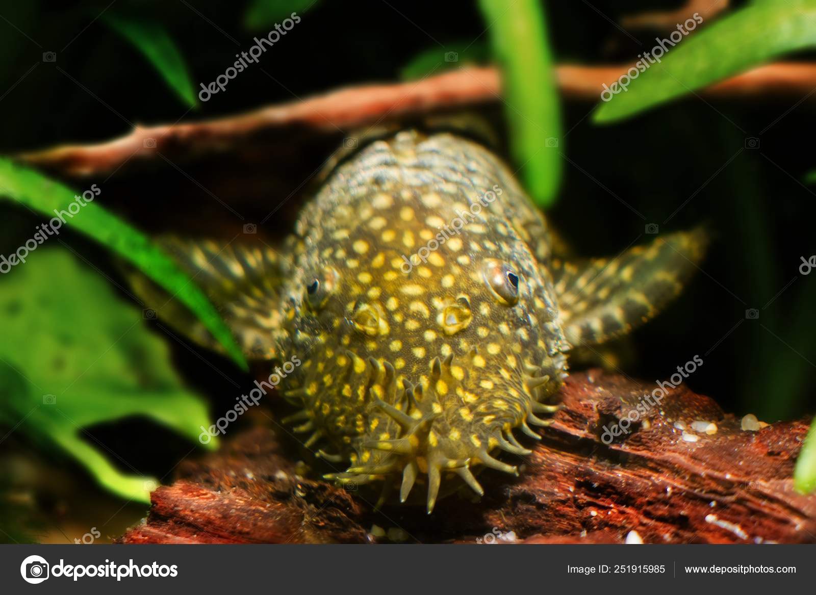 Ancistrus Bushynose Catfish Loricariidae Freshwater Fish Driftwood ...