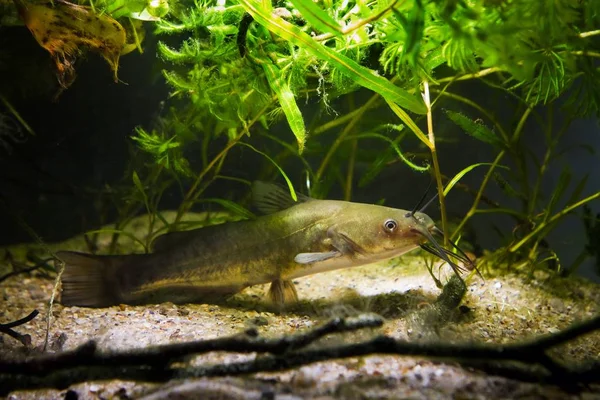 dangerous invasive freshwater predator fish Channel catfish, Ictalurus ...