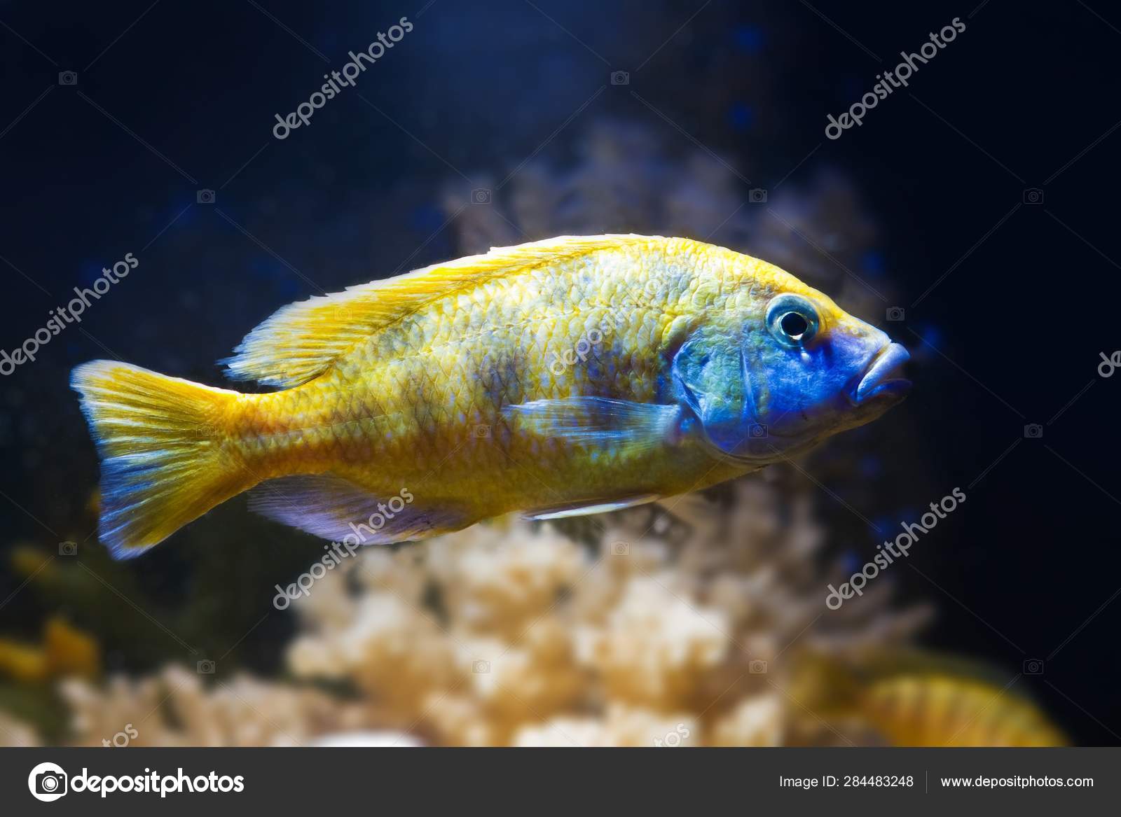 Young Dominant Male Giraffe Hap Cichlid Nimbochromis Venustus Mbuna ...