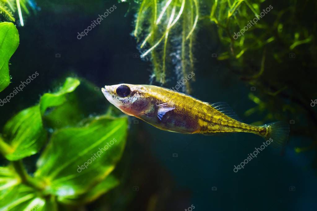 ninespine stickleback, Pungitius pungitius, peces salvajes de agua ...