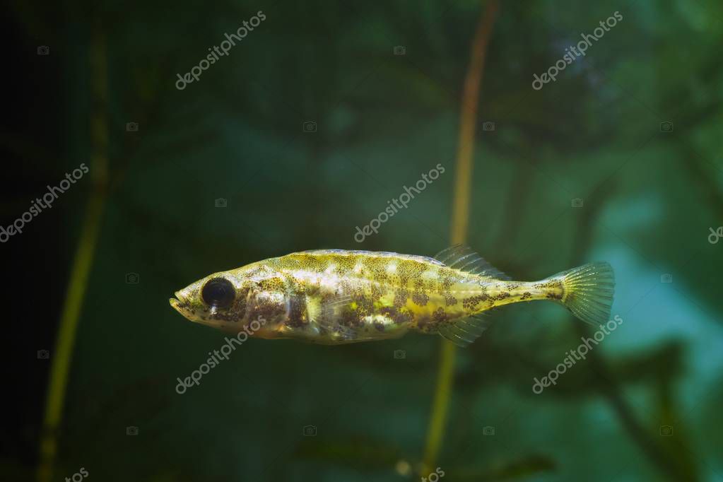 ninespine stickleback, Pungitius pungitius, divertido pero difícil de ...