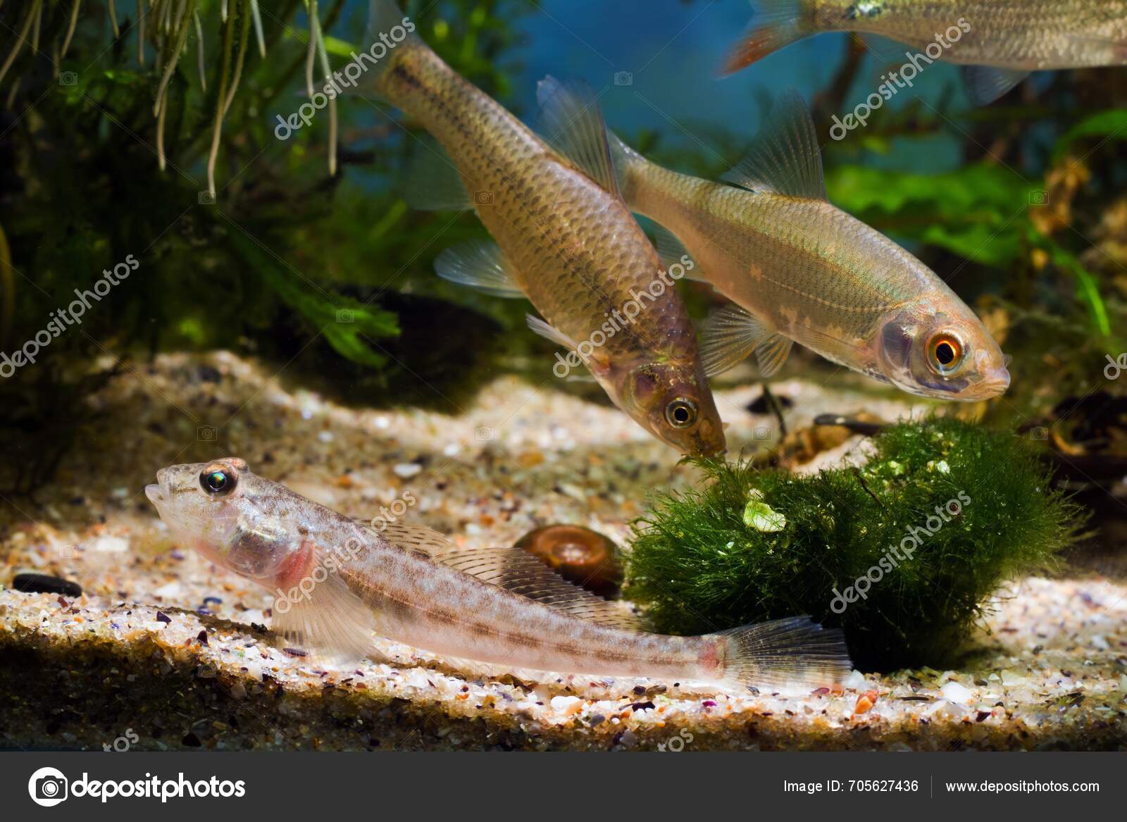 Stone Moroko Monkey Goby Common Roach Wild Aggressive Freshwater Fish ...
