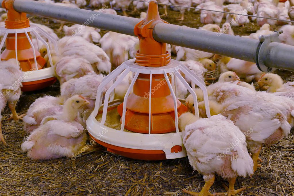 Granja de Pollos / Pollos de engorde en una granja avícola moderna 2022
