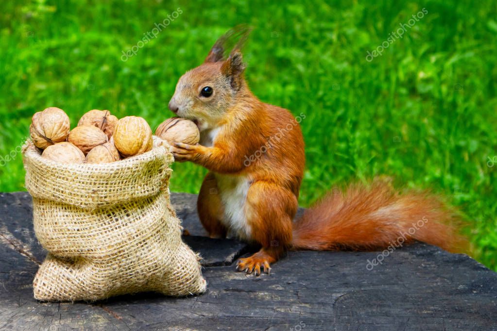 La ardilla come nueces en el parque. La bolsa con las nueces - el ...