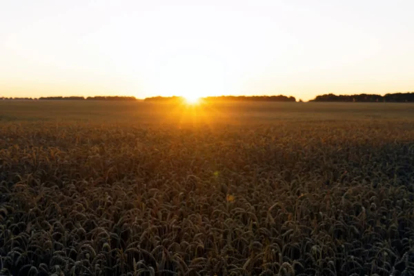 Wheal Stock Photos, Royalty Free Wheal Images | Depositphotos®