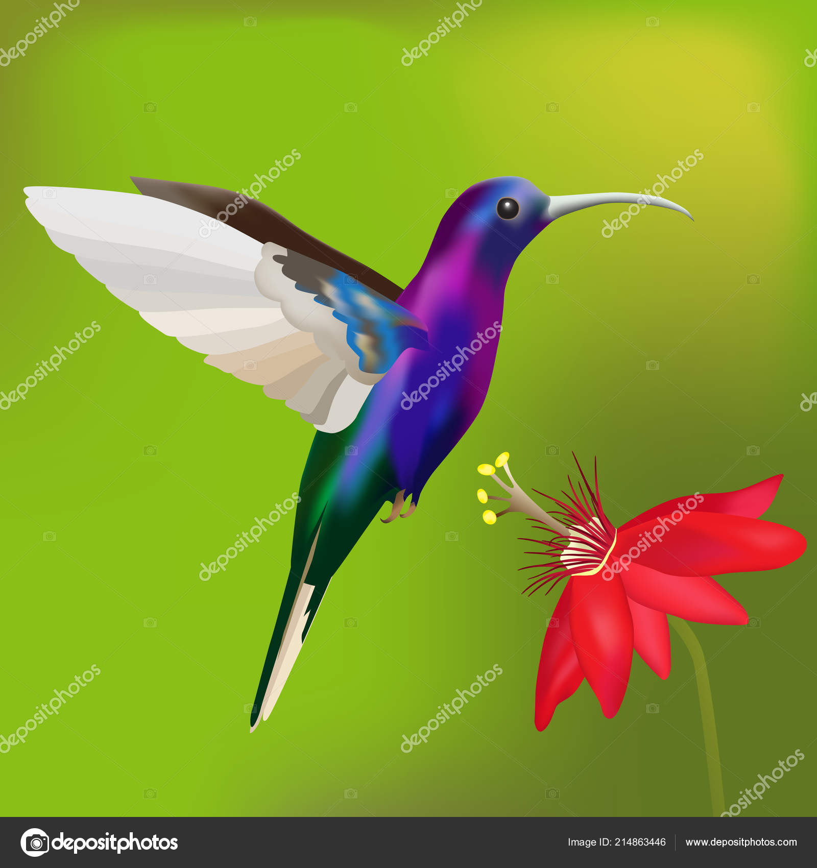 Colibríes Coloridos Volando