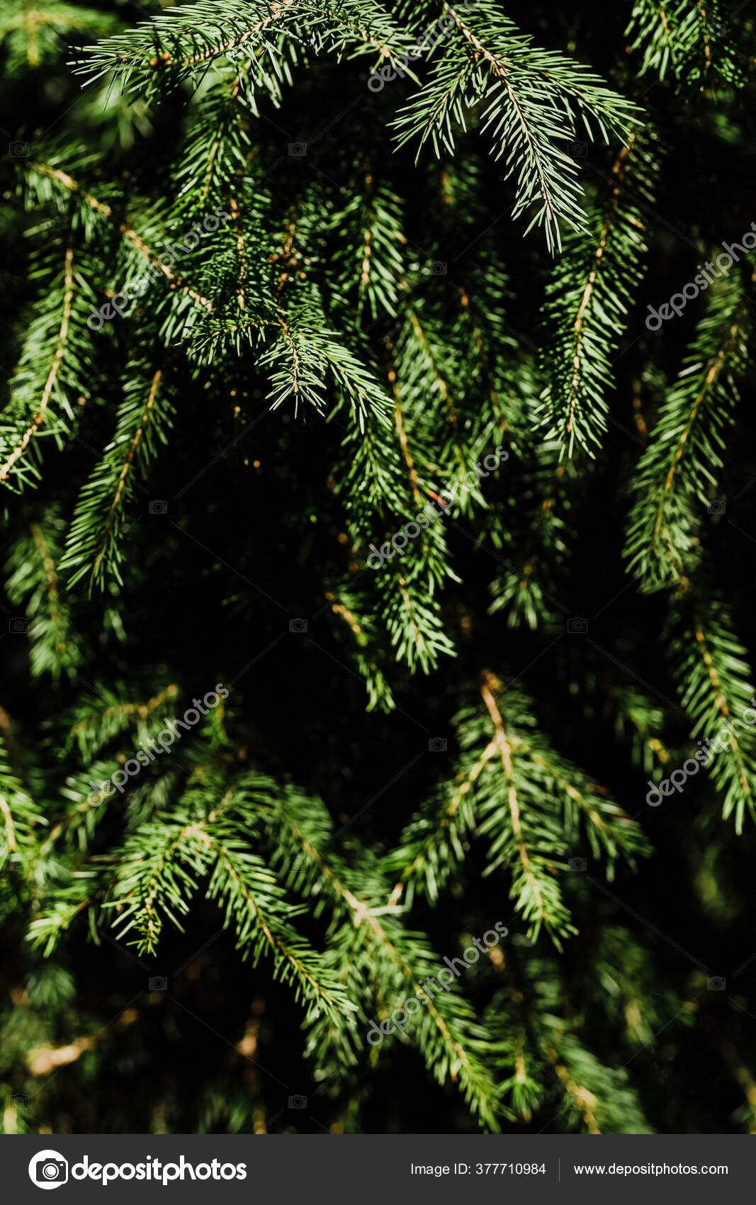 Branches of blue spruce. Close-up. Needles on the tree. Vertical shot ...