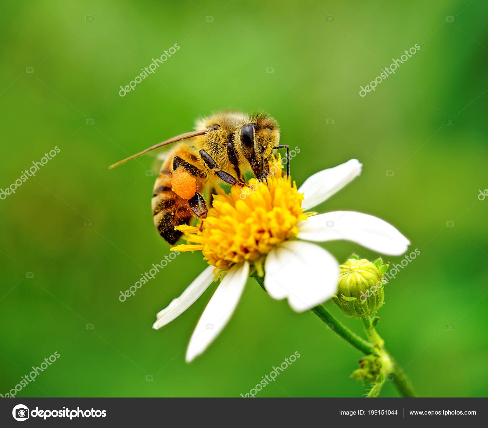 Bee Flower Background Stock Photo by ©anatchant@gmail.com 199151044