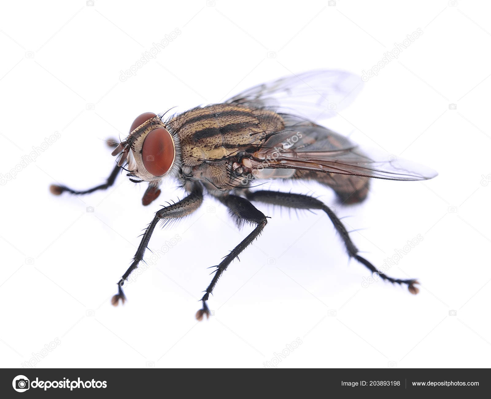 Fly White Background — Stock Photo © anatchant@gmail.com #203893198