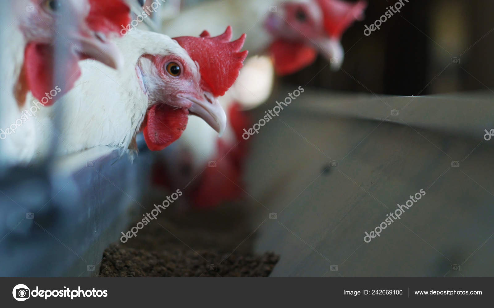 White hens pecking compound feed on poultry farm, industry, production ...