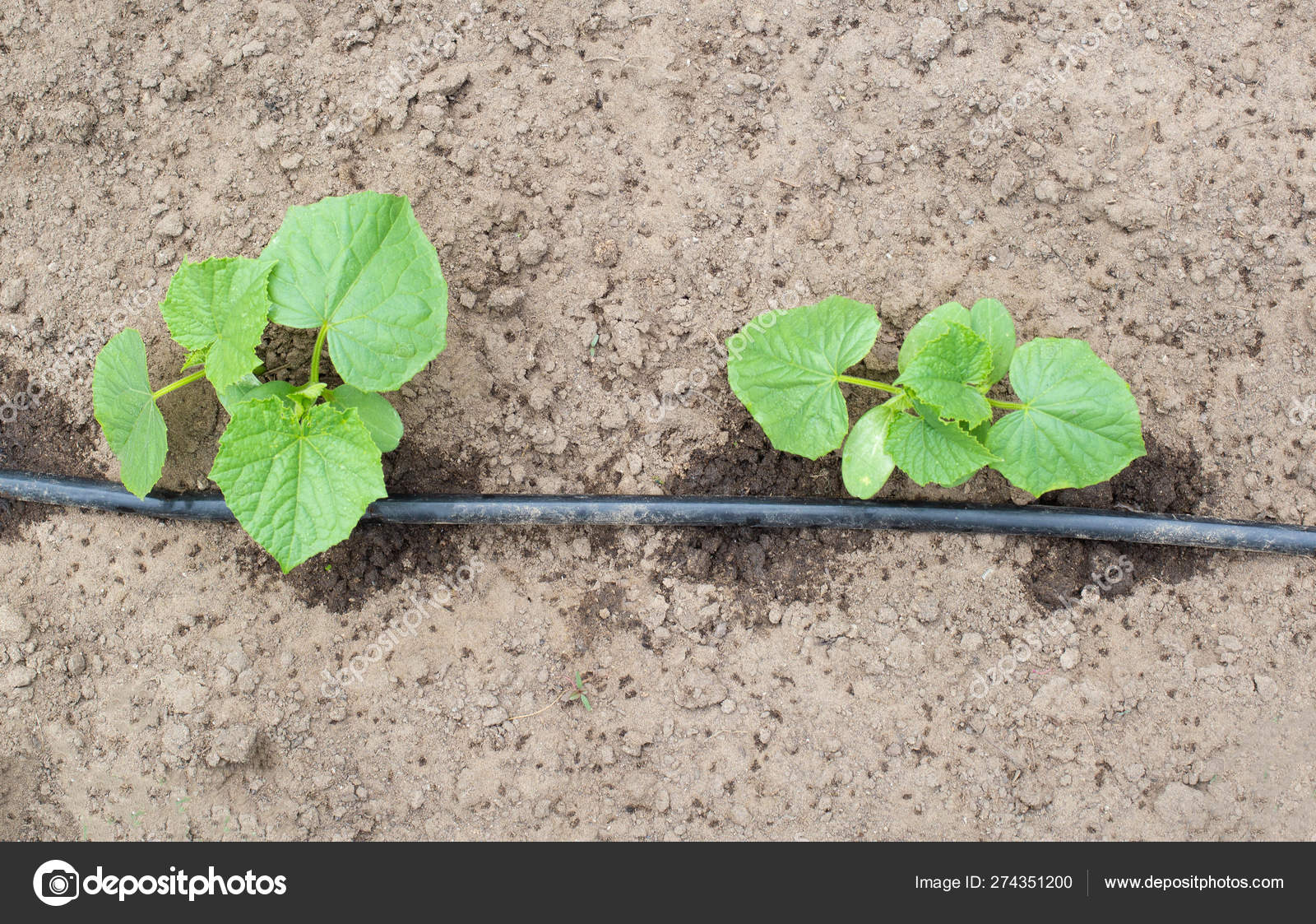 Fotos de Las plantas obtienen agua utilizando el sistema de riego ...