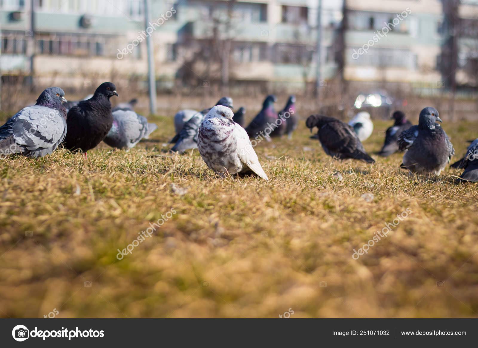 Many Pigeons Meadow — Stock Photo © 0635925410 #251071032