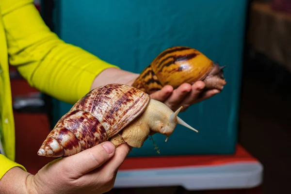 Achatina reticulata cabeza ligera y tigre de Achatina en sus manos 2024