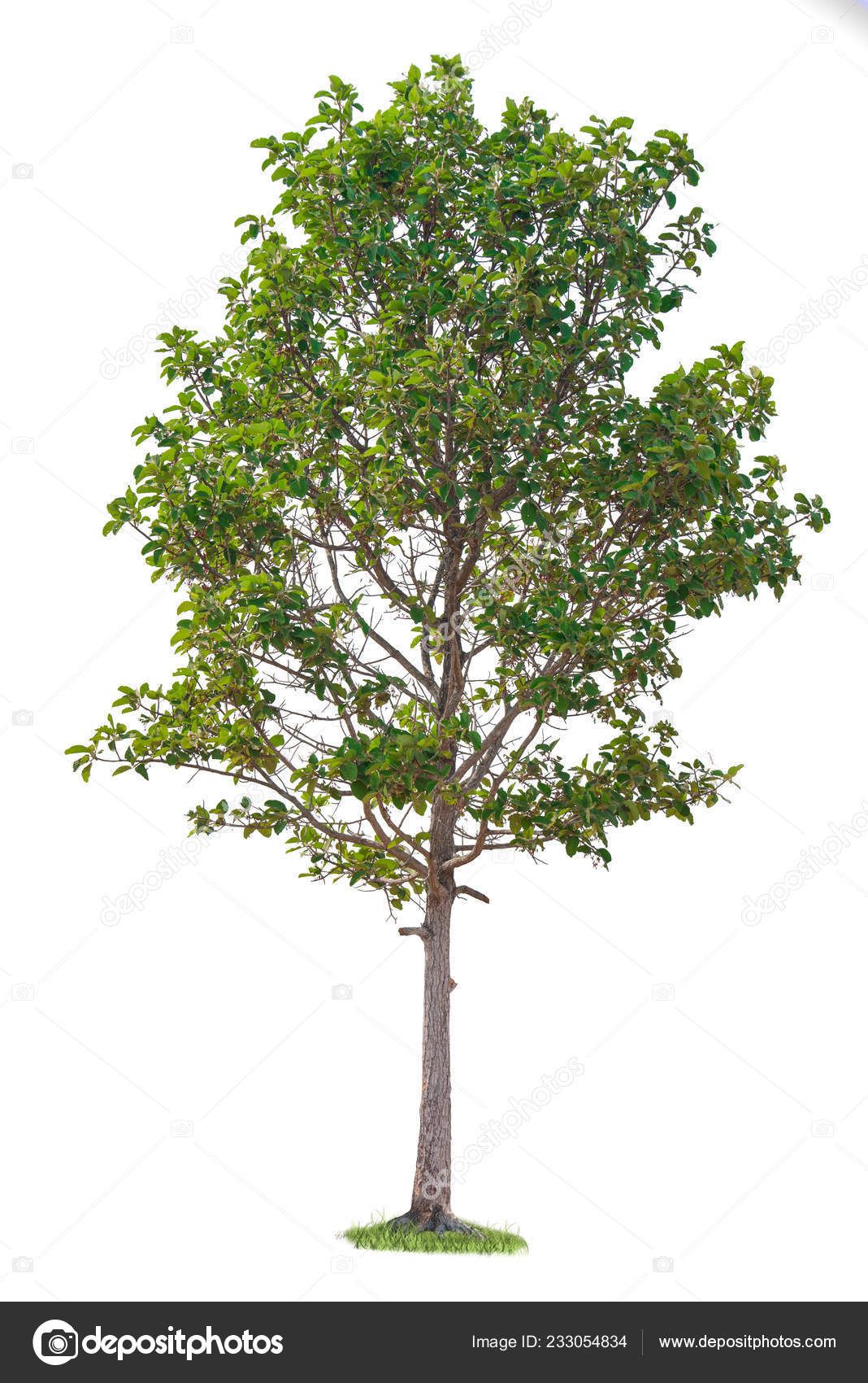 Single Tree Isolated White Background Stock Photo by ©Tridsanu 233054834
