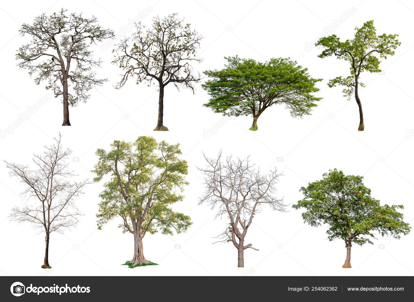 Isolated tree collection — Stock Photo © Tridsanu #254062362