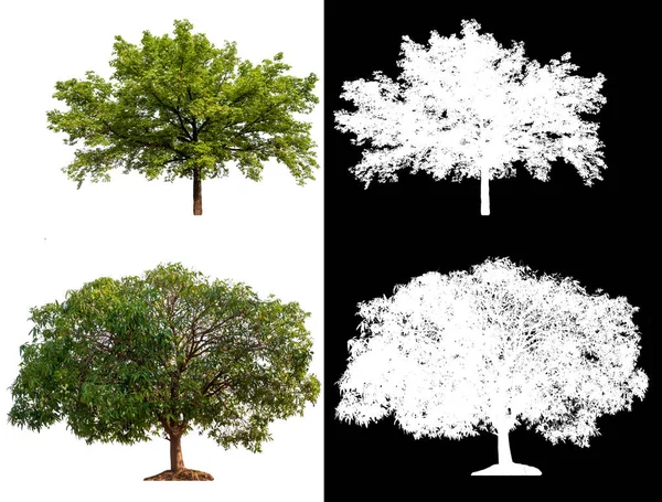 Tree alpha Pictures, Tree alpha Stock Photos & Images | Depositphotos®