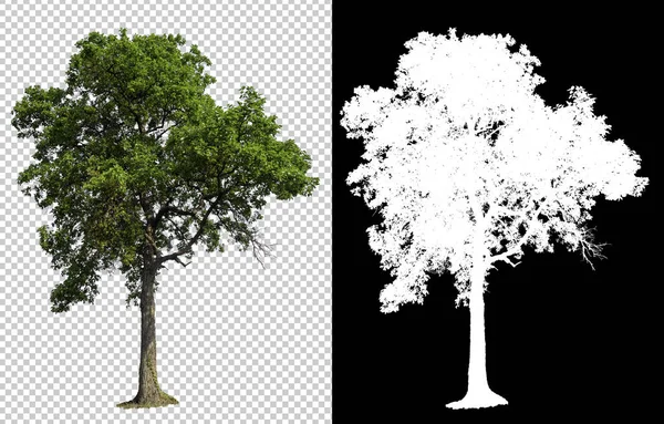 Big Tree Transparent Picture Background Clippings Path Alpha Channel ...
