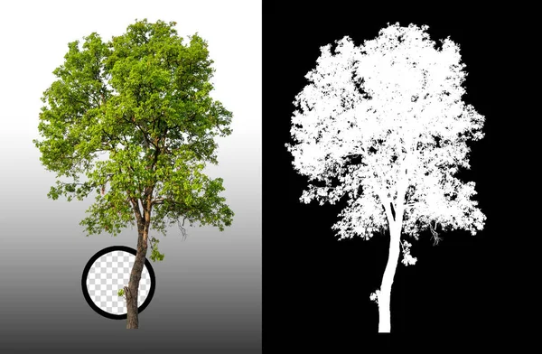 Tree alpha Images - Search Images on Everypixel