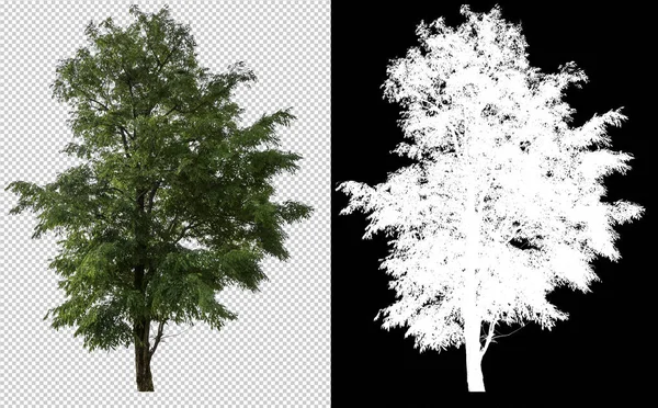 Tree alpha Images - Search Images on Everypixel