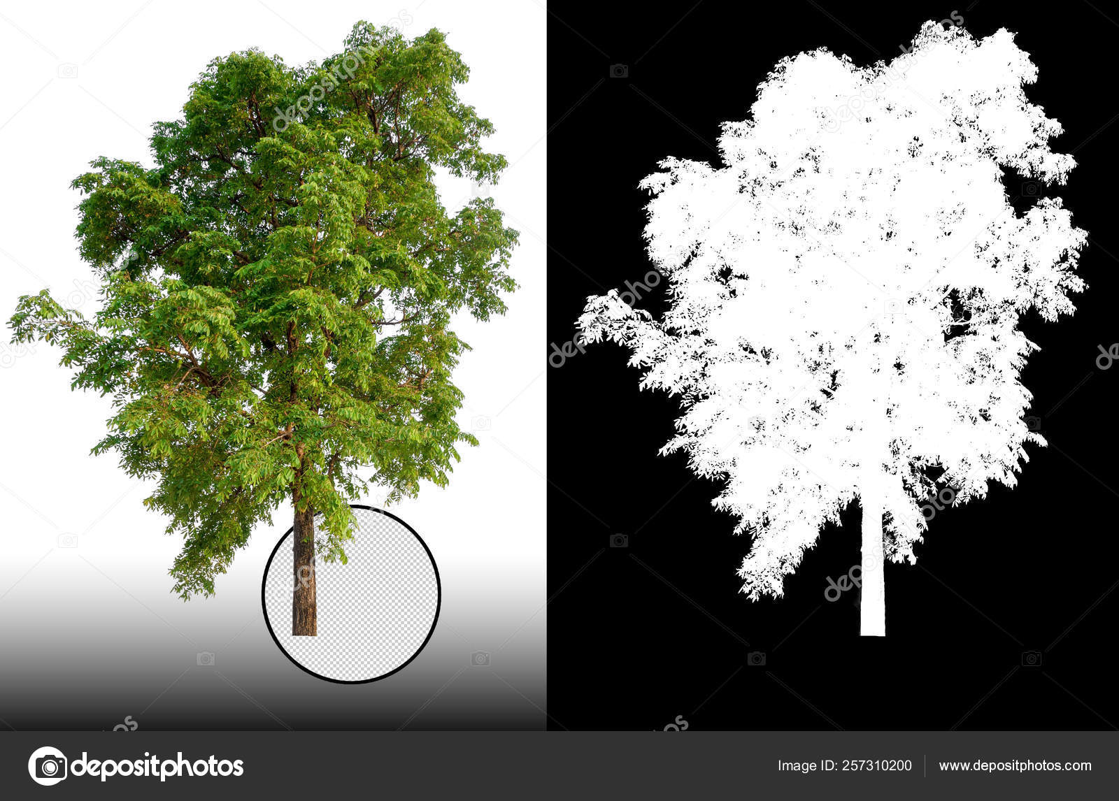 Single Tree Clipping Path Alpha Channel Stock Photo by ©Tridsanu 257310200