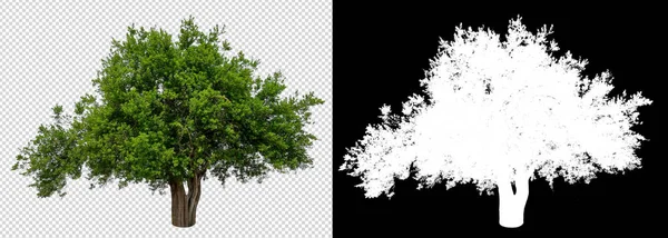 Tree alpha Images - Search Images on Everypixel
