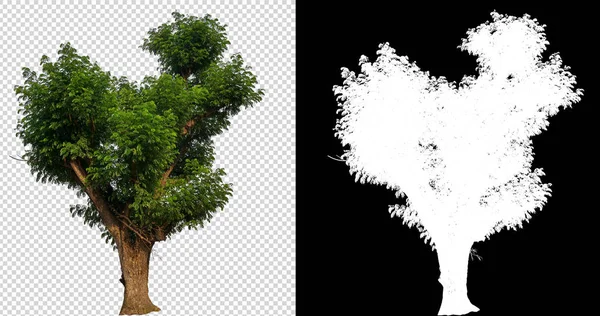Tree alpha Images - Search Images on Everypixel