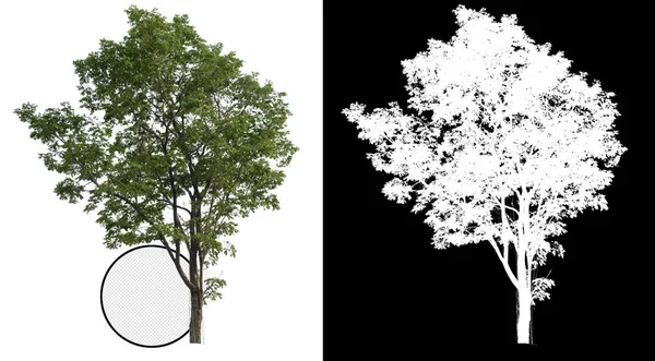 Tree alpha Images - Search Images on Everypixel