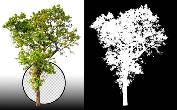 Tree alpha Images - Search Images on Everypixel