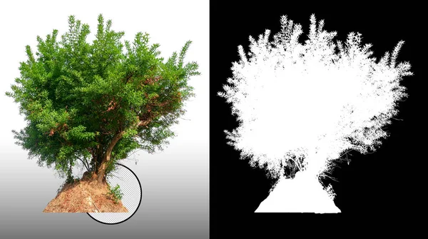 Tree alpha Images - Search Images on Everypixel