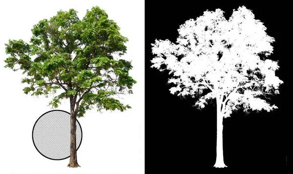 Tree alpha Images - Search Images on Everypixel