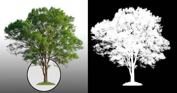 Tree alpha Images - Search Images on Everypixel