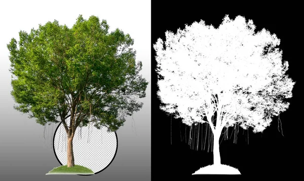 Tree alpha Pictures, Tree alpha Stock Photos & Images | Depositphotos®