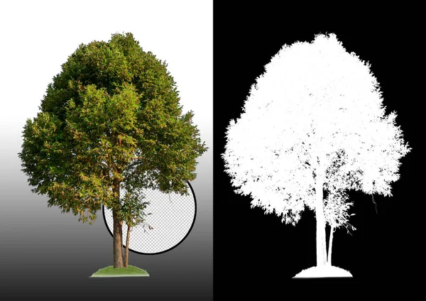 Tree alpha Pictures, Tree alpha Stock Photos & Images | Depositphotos®