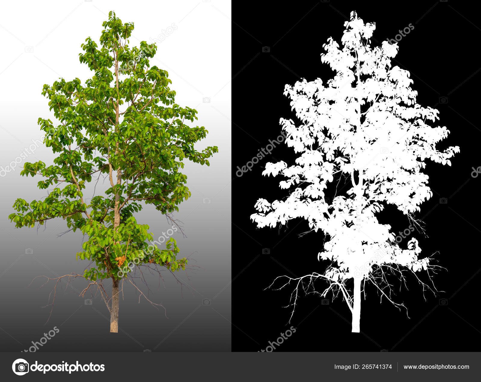 Single Tree Clipping Path Alpha Channel Stock Photo by ©Tridsanu 265741374