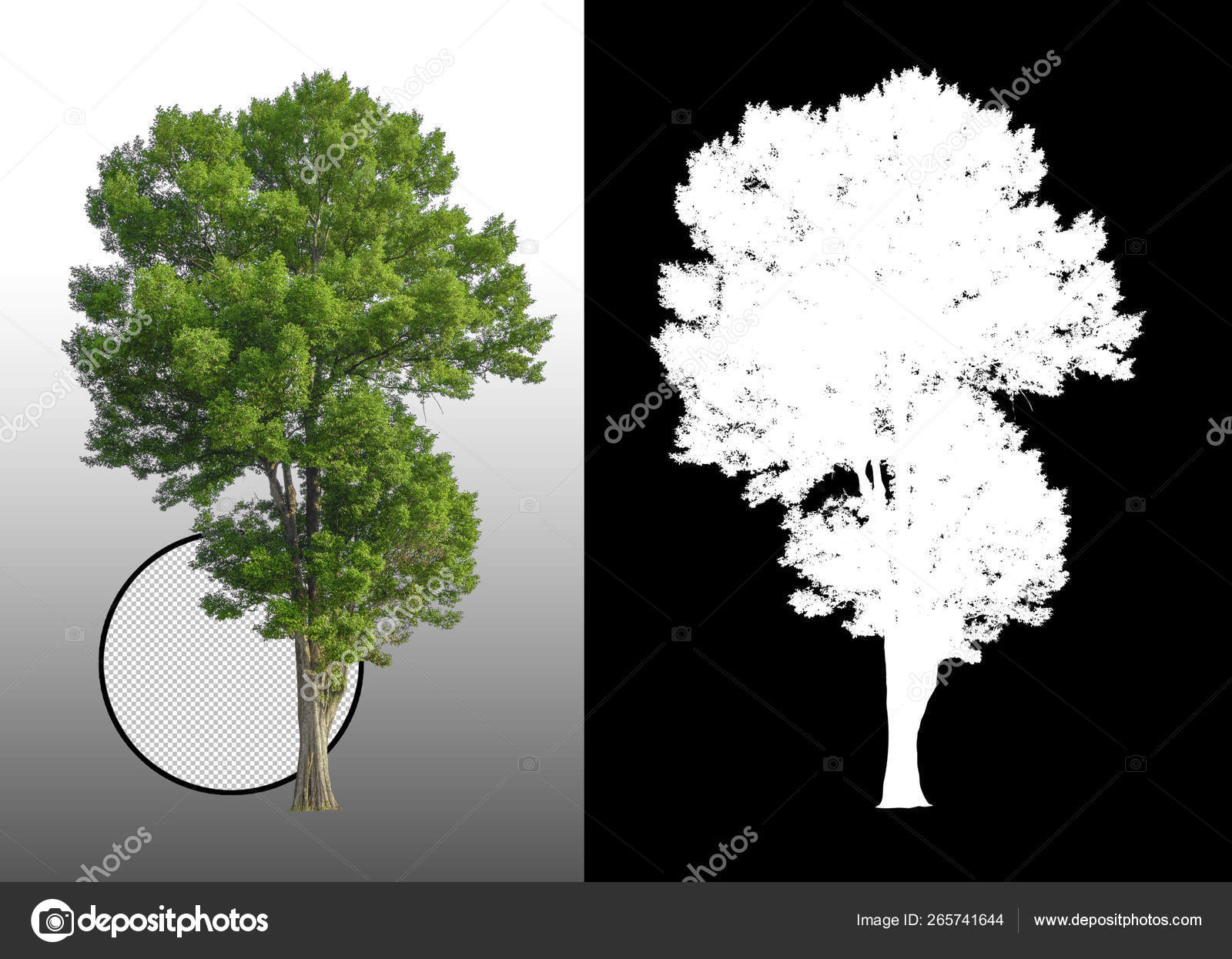 Single Tree Clipping Path Alpha Channel — Stock Photo © Tridsanu #265741644
