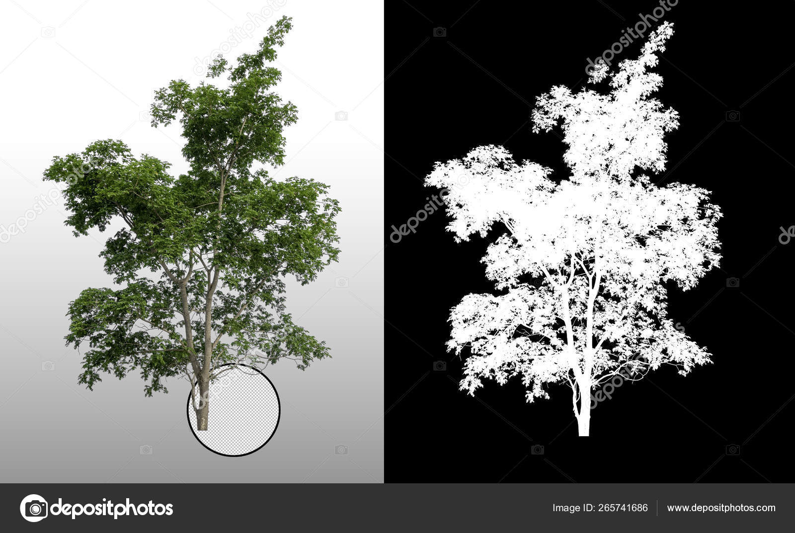 Single Tree Clipping Path Alpha Channel — Stock Photo © Tridsanu #265741686