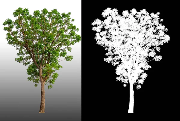 Tree alpha Images - Search Images on Everypixel