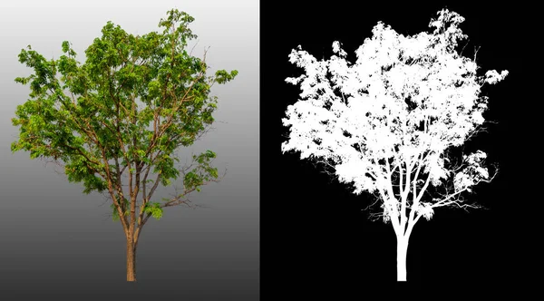 Tree alpha Images - Search Images on Everypixel