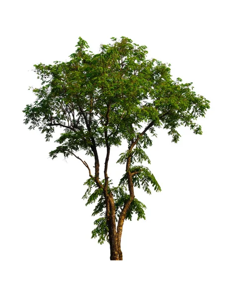 Ashoka tree Stock Photos, Royalty Free Ashoka tree Images | Depositphotos